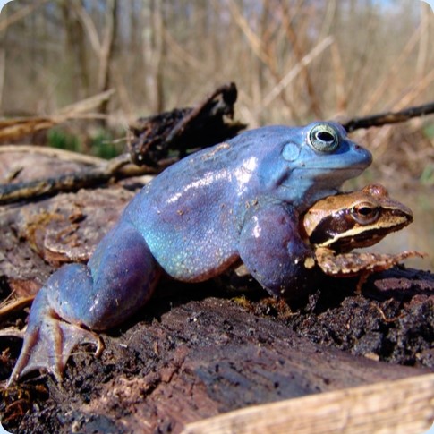 Jeste li znali (?): Močvarna smeđa žaba u travnju poplavi – Turopoljska ...